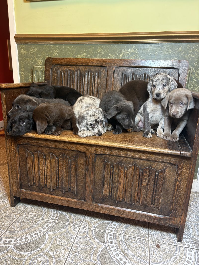 Fluffy and Chunky Labrador Retriever Puppies For Sale Northamptonshire ...