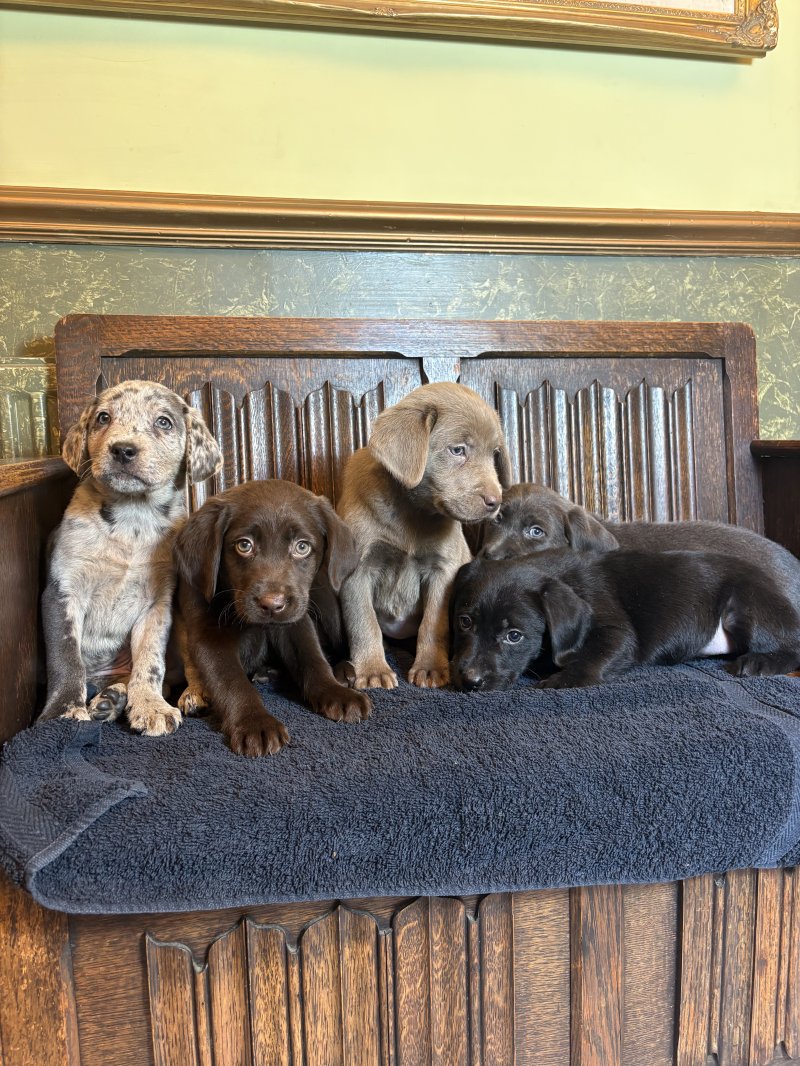 Fluffy and Chunky Labrador Retriever Puppies For Sale Northamptonshire ...