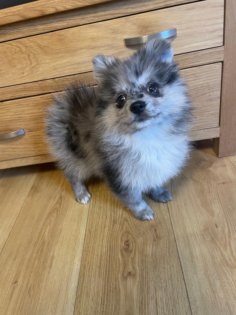 Adorable Blue Merle Girl Remaining For Sale Tyne and wear - Forever Puppy